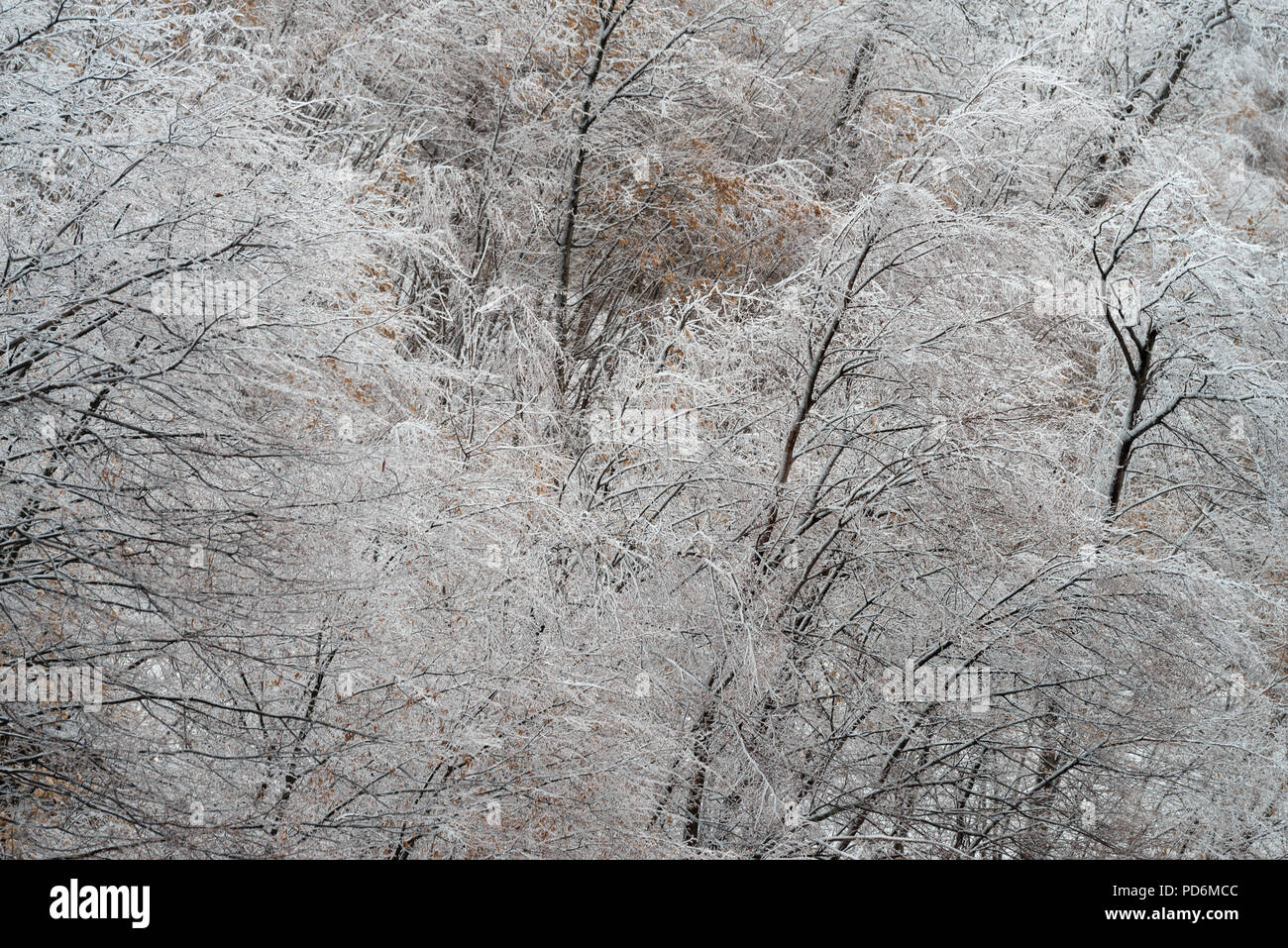 Trees covered in ice after the freezing rain Stock Photo - Alamy