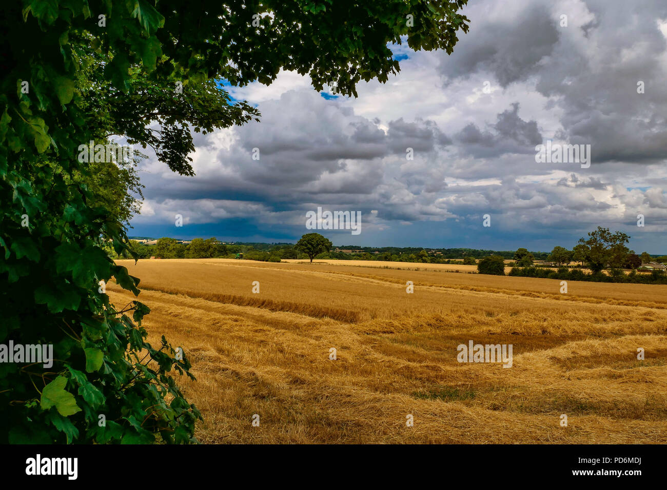 Golden cornfield and cloudy sky, Catterick, North Yorkshire, England ...