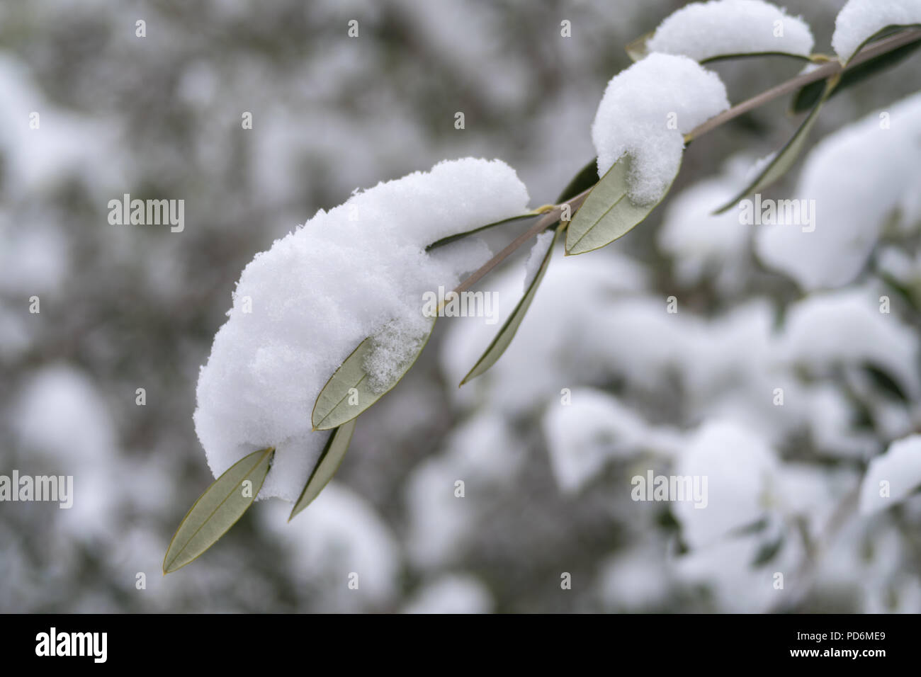 Olive branch covered in snow Stock Photo - Alamy