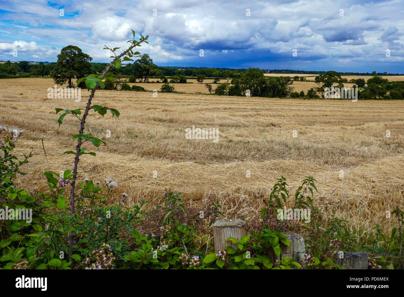 Golden cornfield and cloudy sky, Catterick, North Yorkshire, England ...