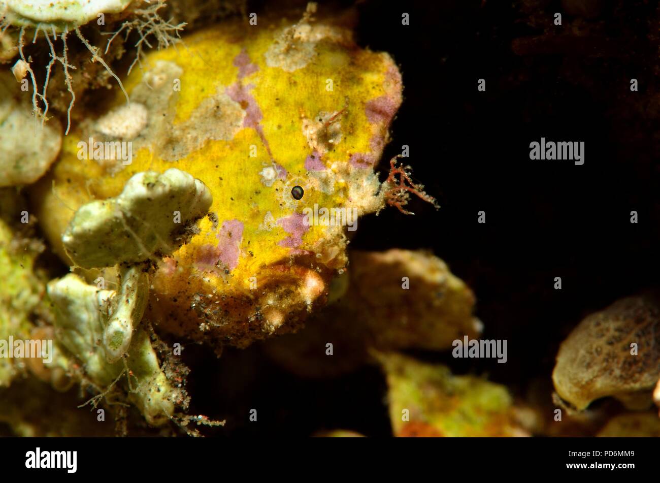 Rosy Frogfish High Resolution Stock Photography and Images - Alamy