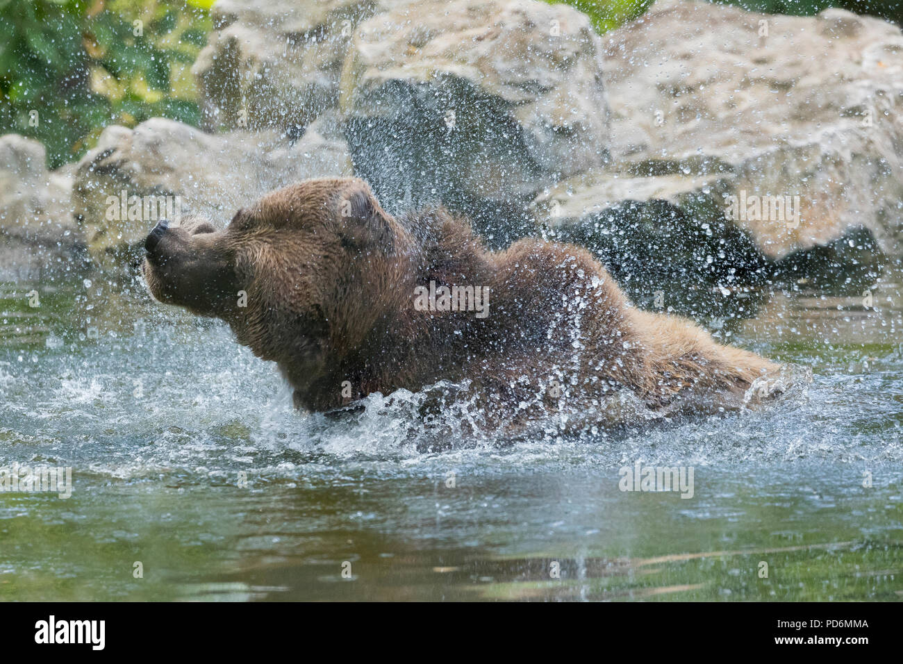 Eurasian brown bear shaking it hi-res stock photography and images - Alamy