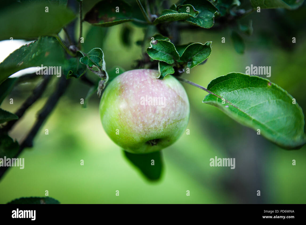 Beautiful shot pond tree hi-res stock photography and images - Alamy