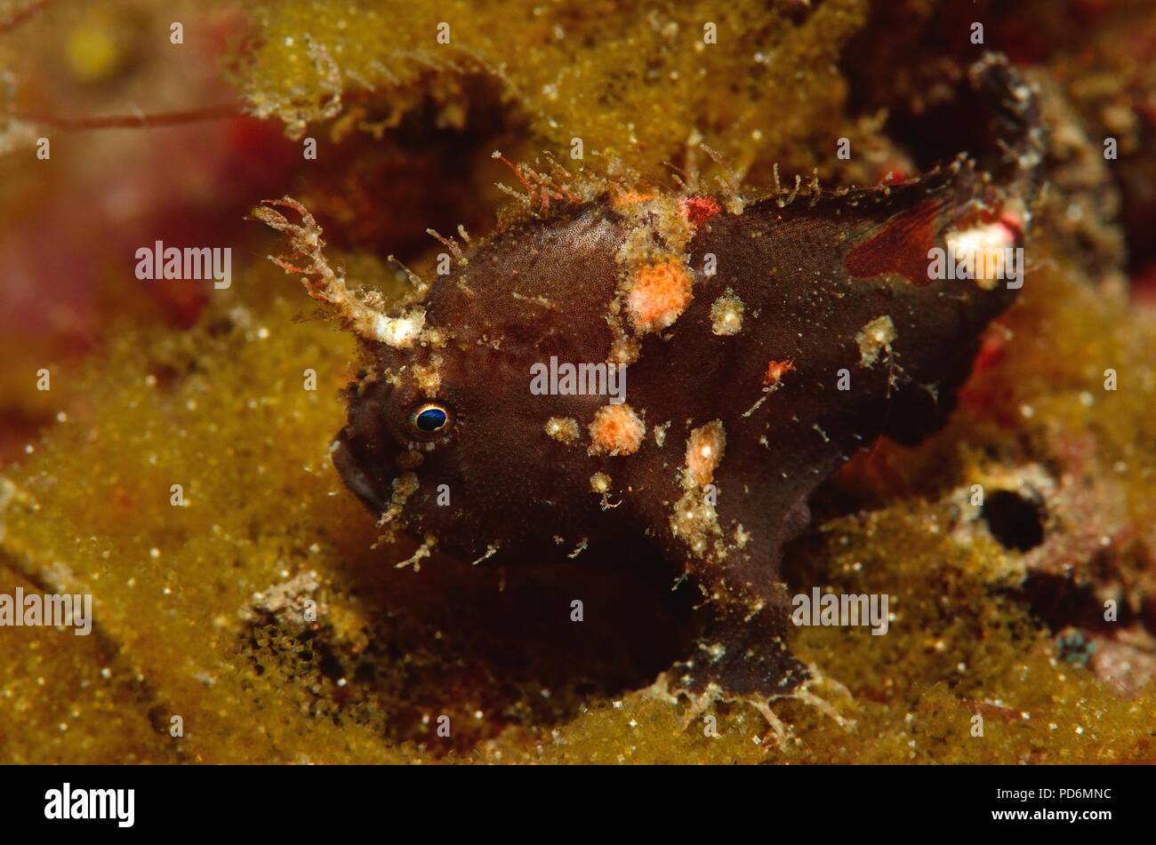 Rosy Frogfish High Resolution Stock Photography and Images - Alamy
