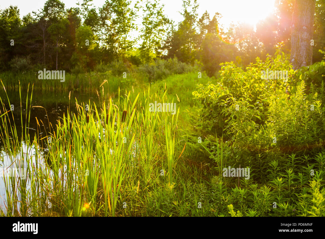 Summer vegetation hi-res stock photography and images - Alamy