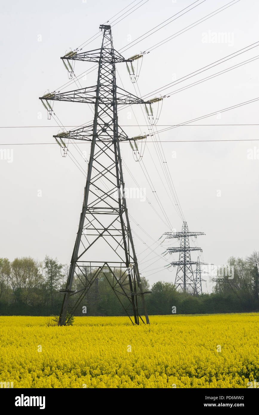 Yellow Rape Fields and Electricity Pylons Stock Photo - Alamy