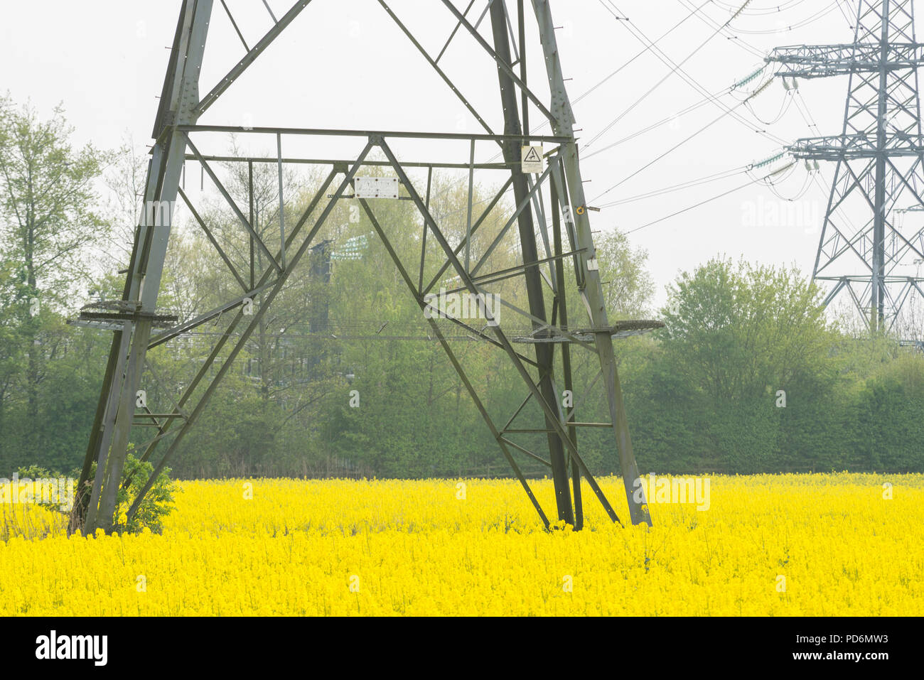 Yellow Rape Fields and Electricity Pylons Stock Photo - Alamy