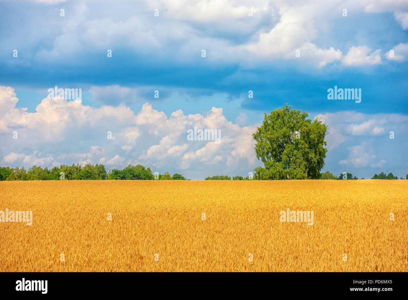 beautiful wheat field with tree, concept of harvesting Stock Photo - Alamy