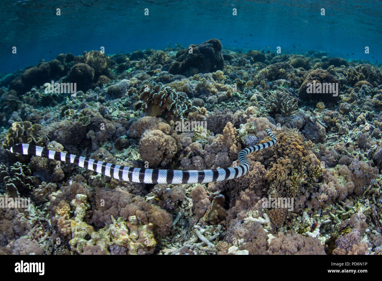 Sea snake reef hi-res stock photography and images - Alamy