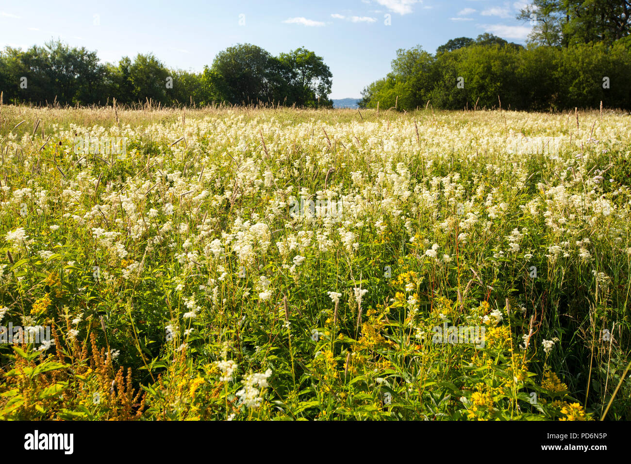 Meadowsweet, Filipendula ulmaria and other wild flowers growing in ...