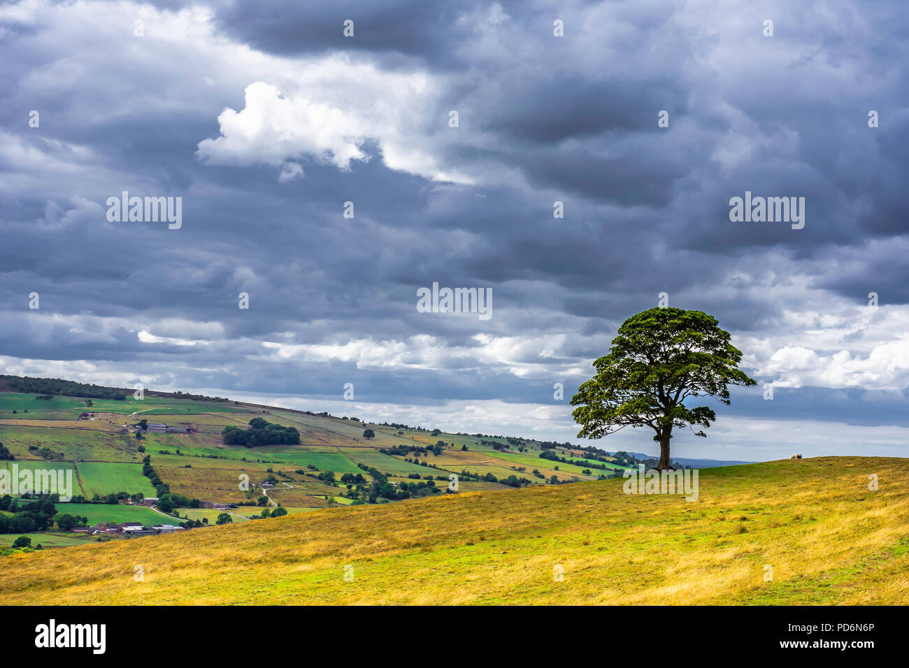 Tree growing on dry field and dramatic sky with rain clouds over hills ...