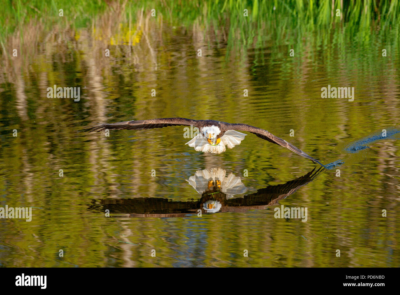 Bald Eagle reflection Stock Photo - Alamy