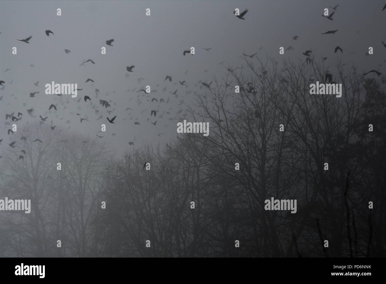 Crows flying in mist over the trees Stock Photo - Alamy