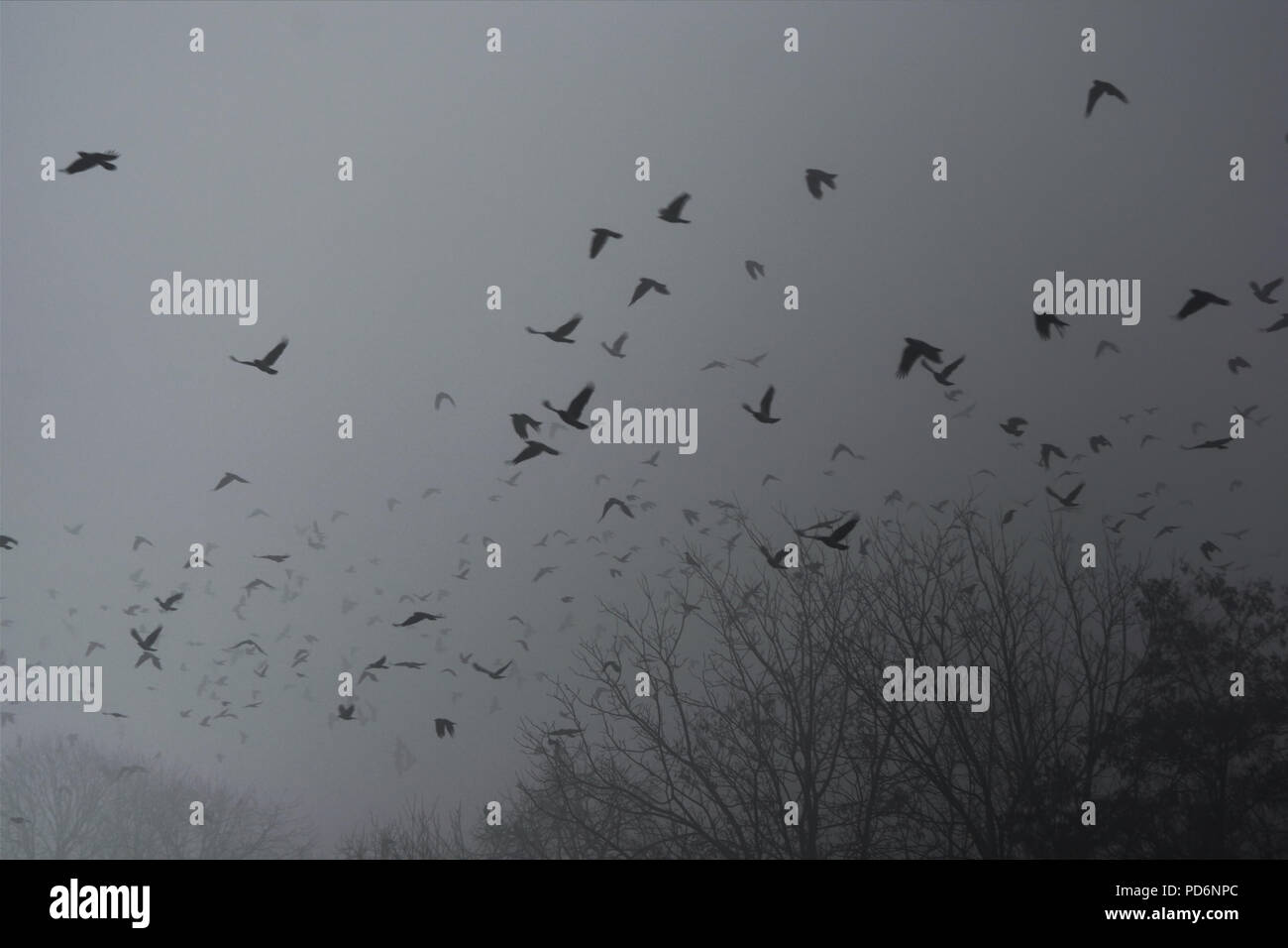 Crows in cemetery hi-res stock photography and images - Alamy