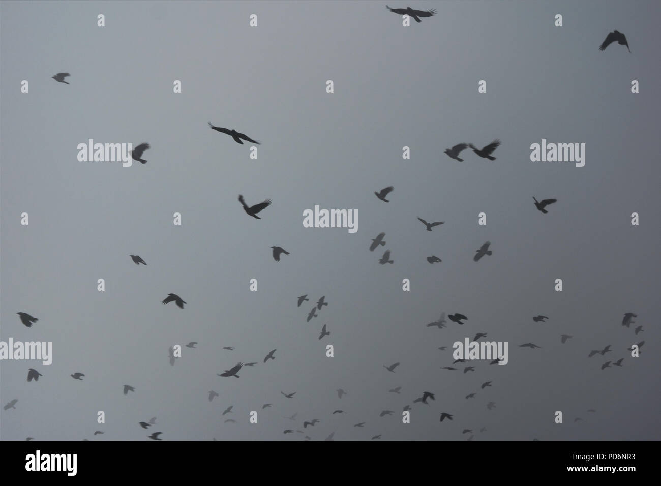 Crows in cemetery hi-res stock photography and images - Alamy