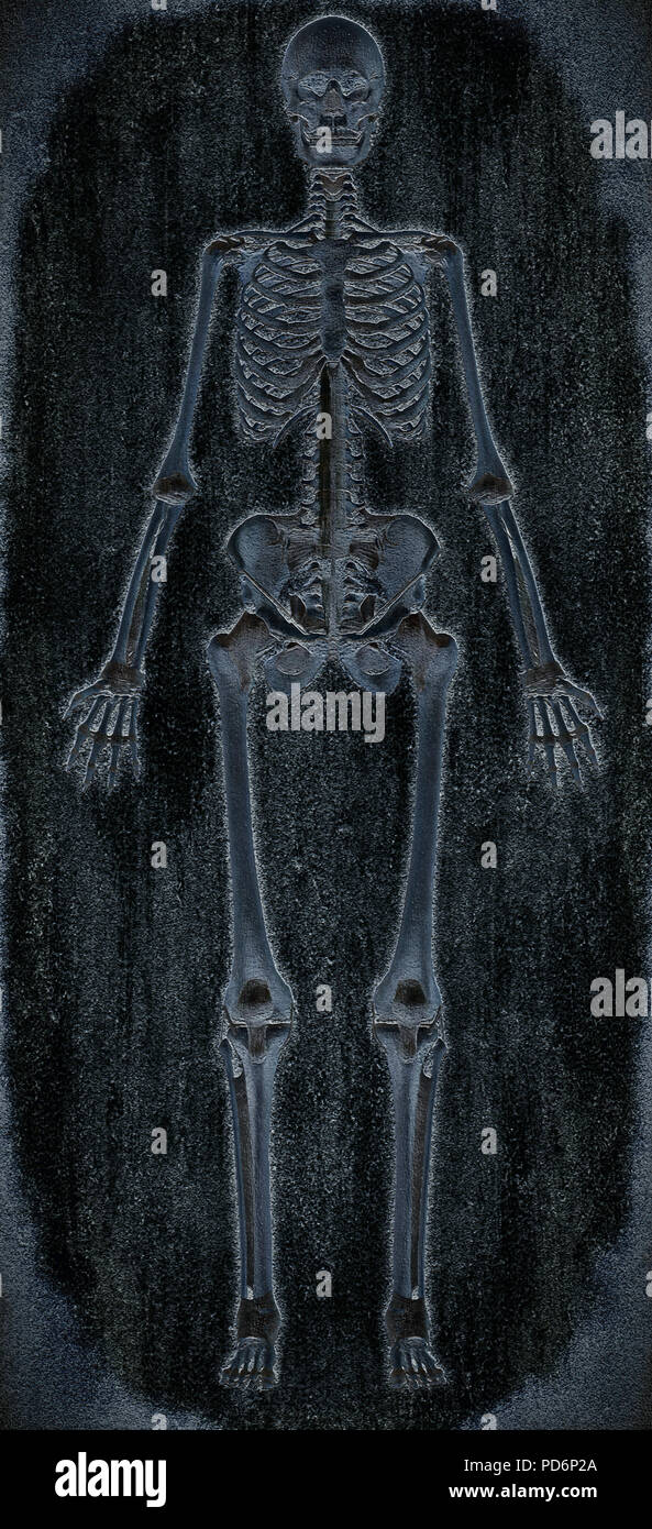 Human skeleton dig hi-res stock photography and images - Alamy