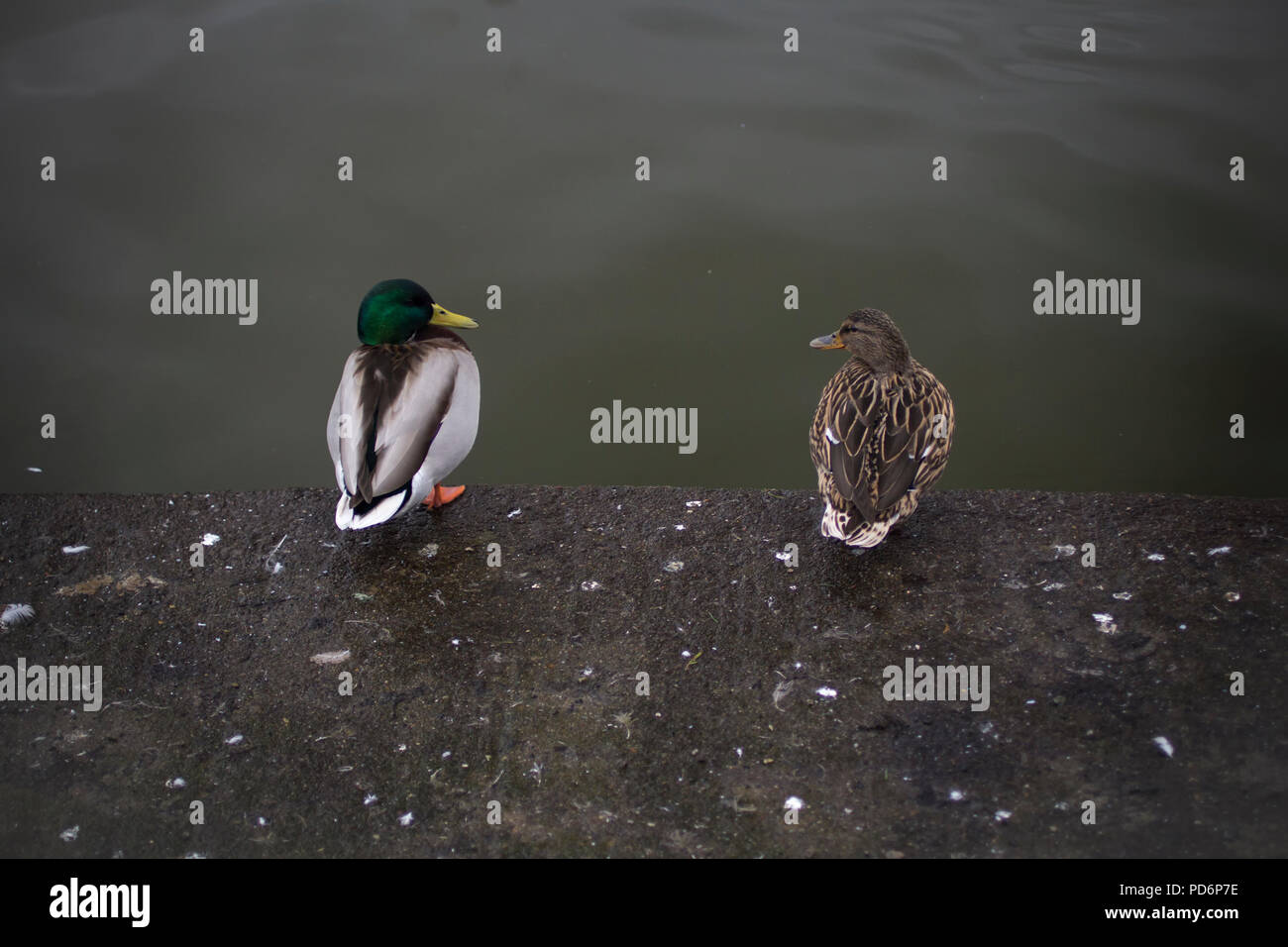 Male and female mallard sitting hi-res stock photography and images - Alamy