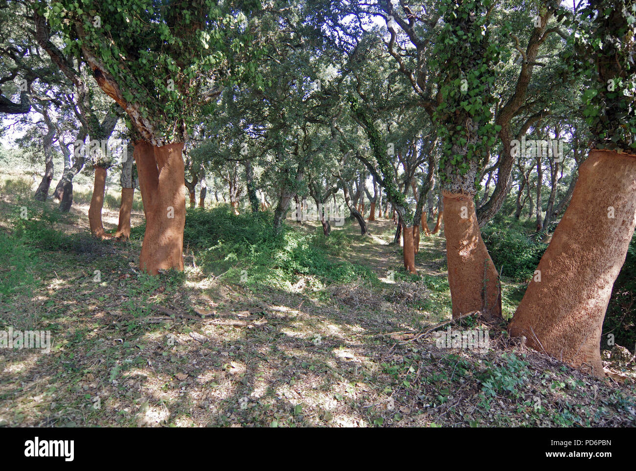 Cork oaks barking in Sardinia countryside Stock Photo - Alamy