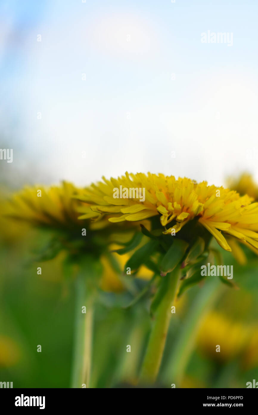 Dandelion point hi-res stock photography and images - Alamy