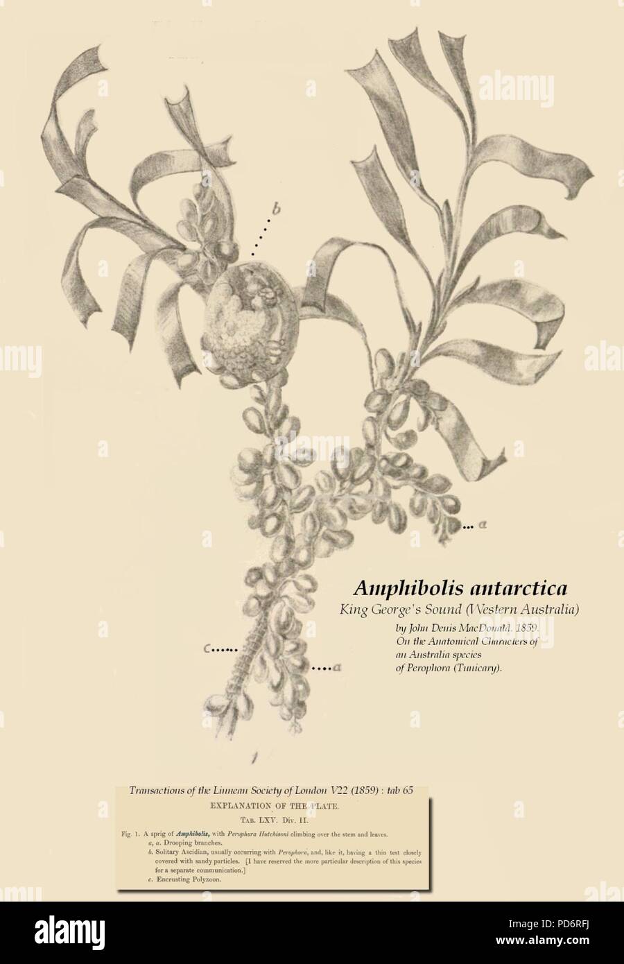Amphibolis antarctica 1859 Stock Photo - Alamy