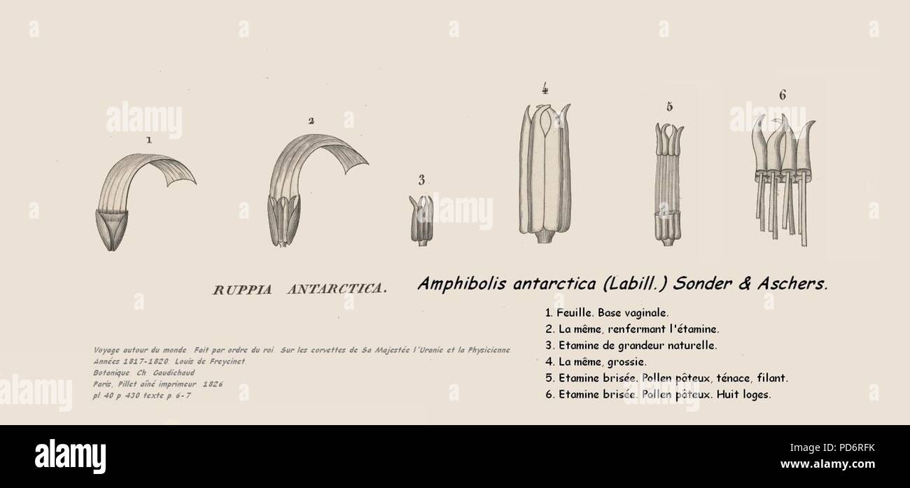 Antarctica historic photo hi-res stock photography and images - Alamy