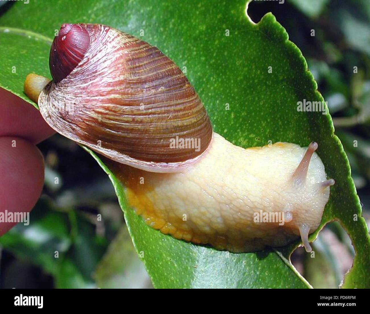 Amphibulima patula dominicensis 3 Stock Photo - Alamy