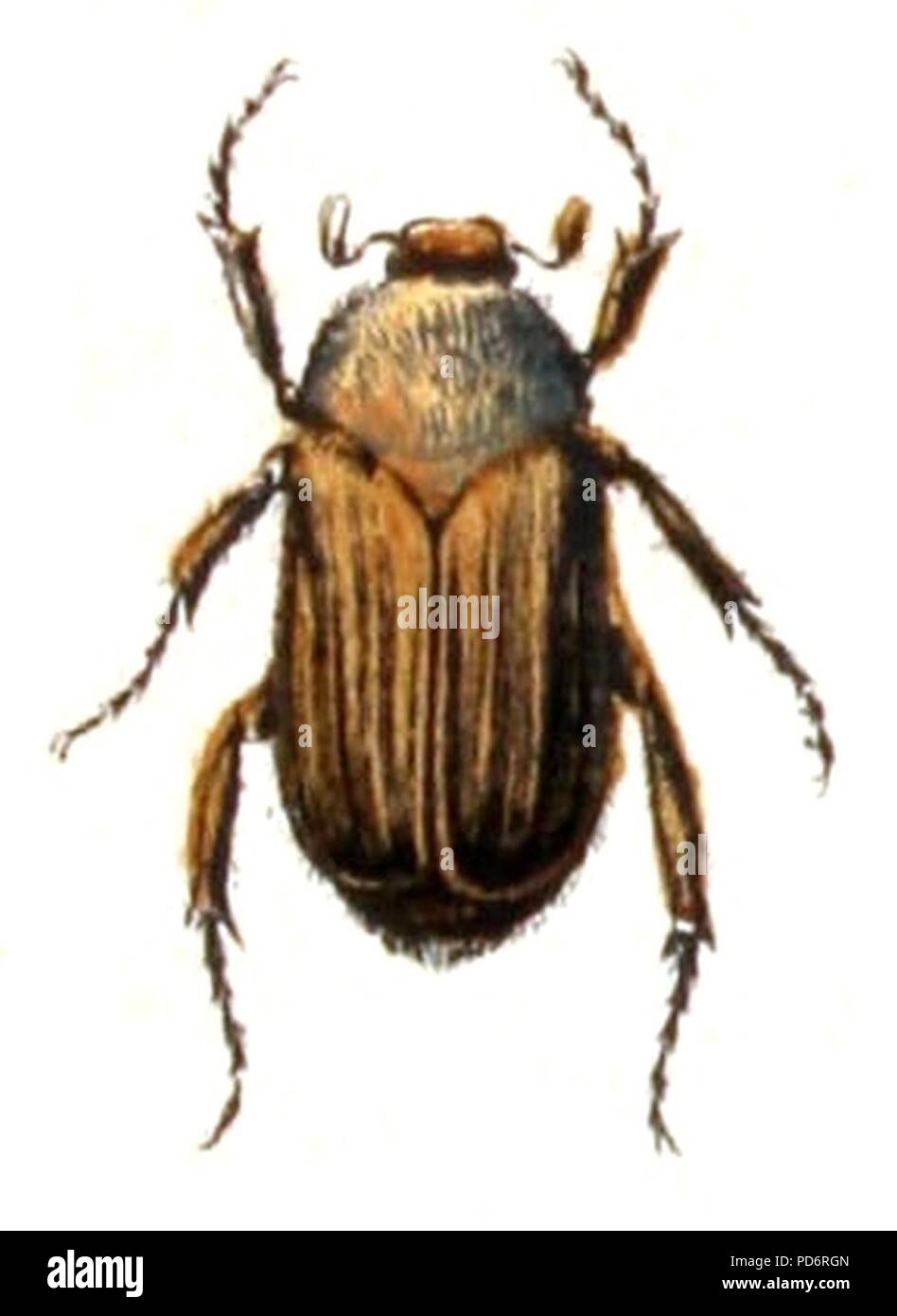 Amphimallon hi-res stock photography and images - Alamy