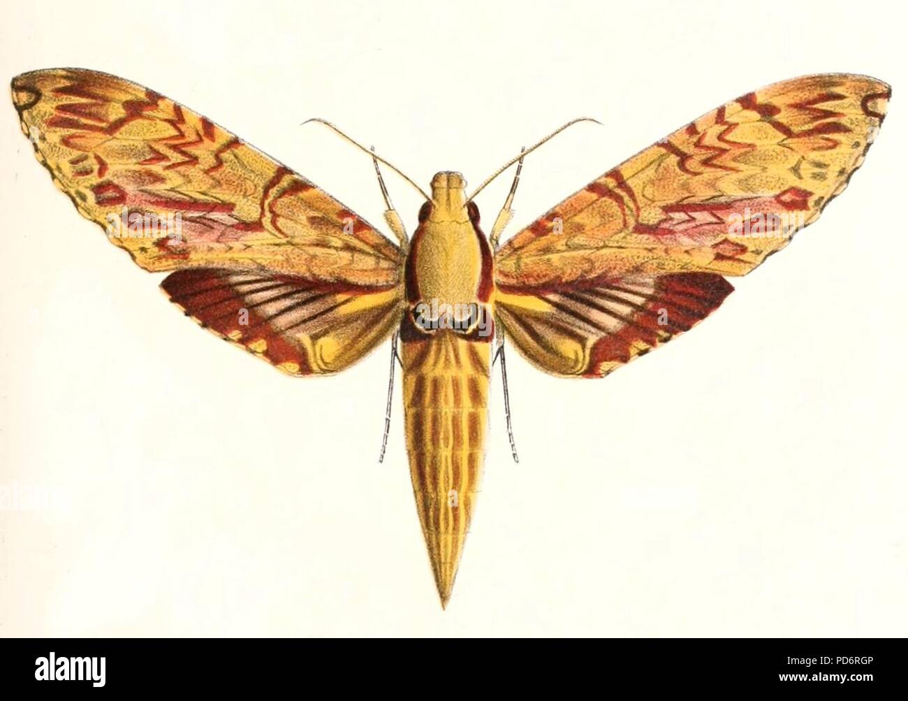 Walkeri hi-res stock photography and images - Alamy