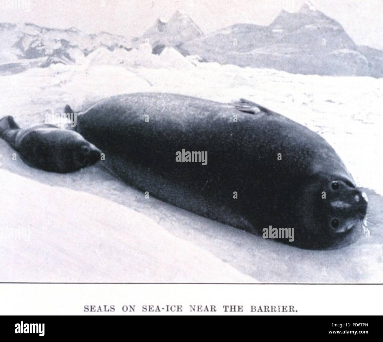 Amundsen seals hi-res stock photography and images - Alamy