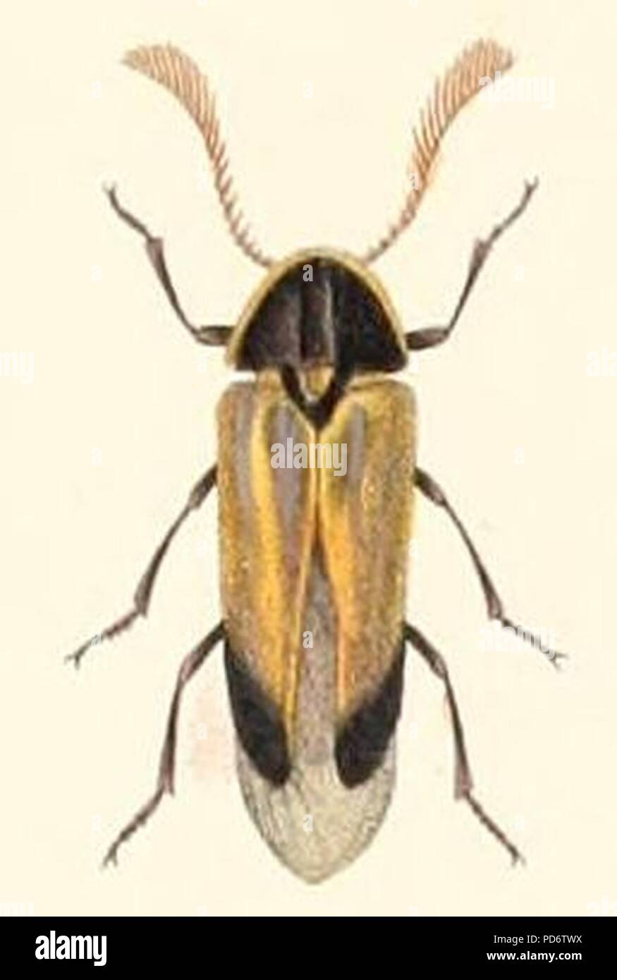 Praeusta hi-res stock photography and images - Alamy