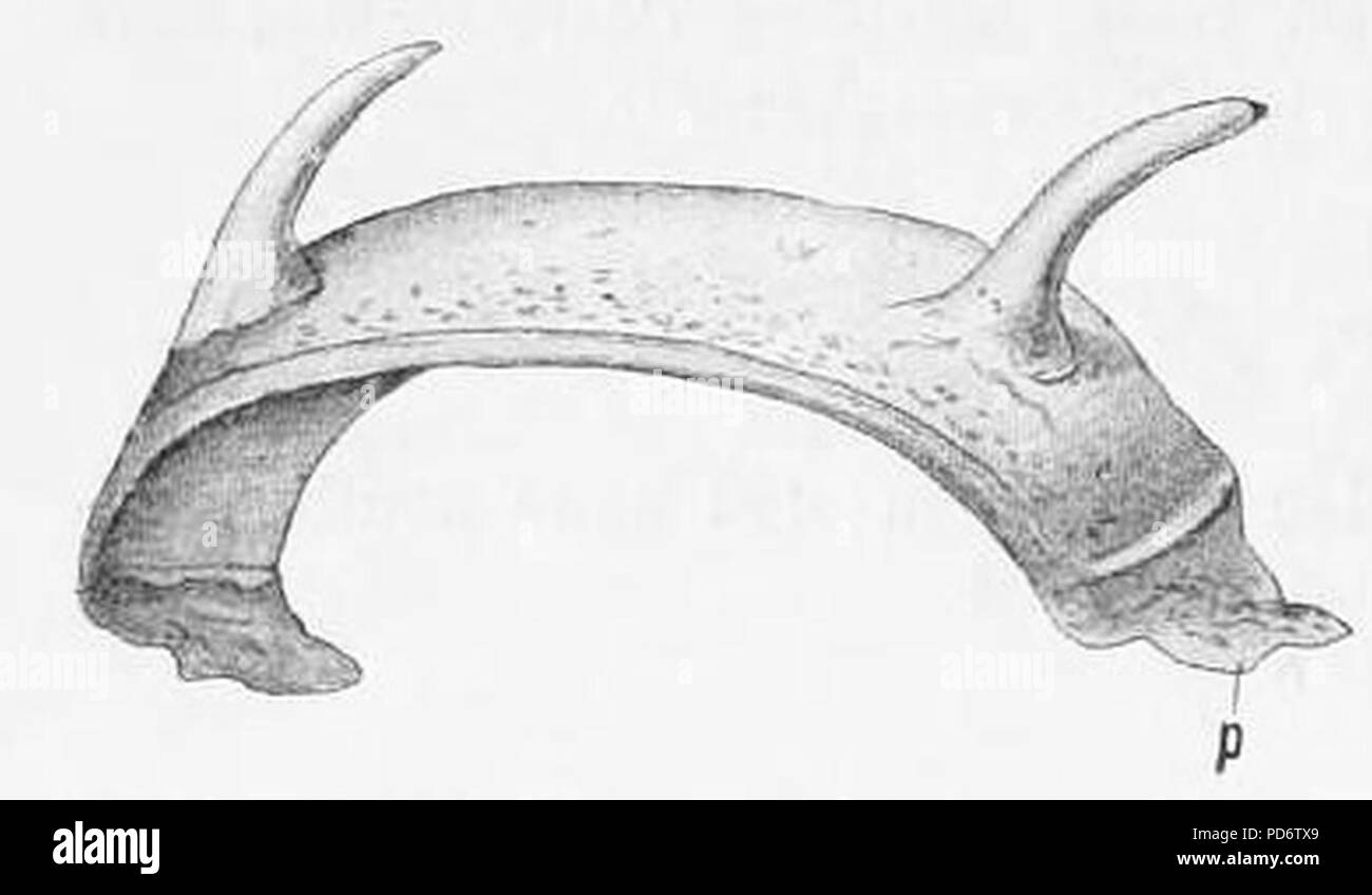 Typicus Black and White Stock Photos & Images - Alamy