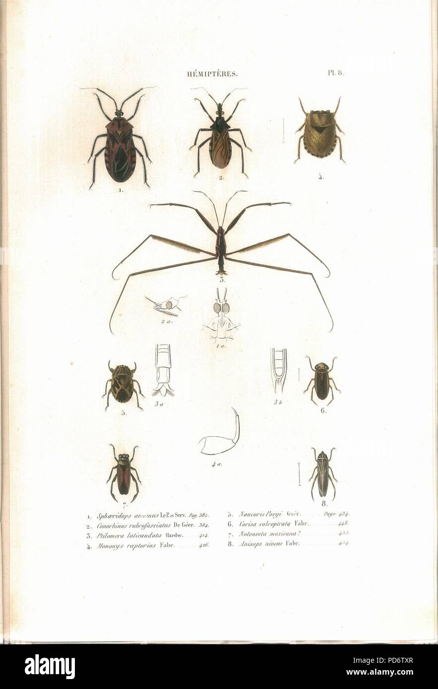 Amyot C.J.B.1843 Histoire naturelle des insectes. Hemipteres. Planche ...