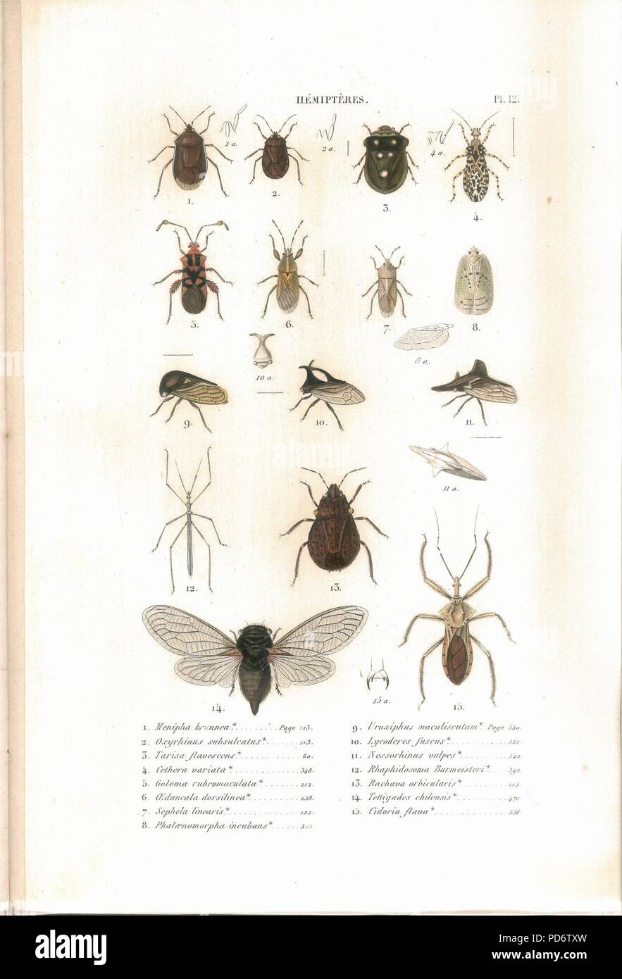 Amyot C.J.B.1843 Histoire naturelle des insectes. Hemipteres. Planche ...