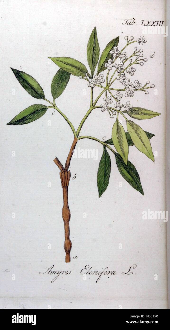 Amyris hi-res stock photography and images - Alamy