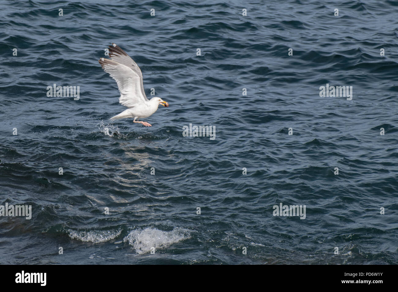 Bald eagle and seagull hi-res stock photography and images - Alamy