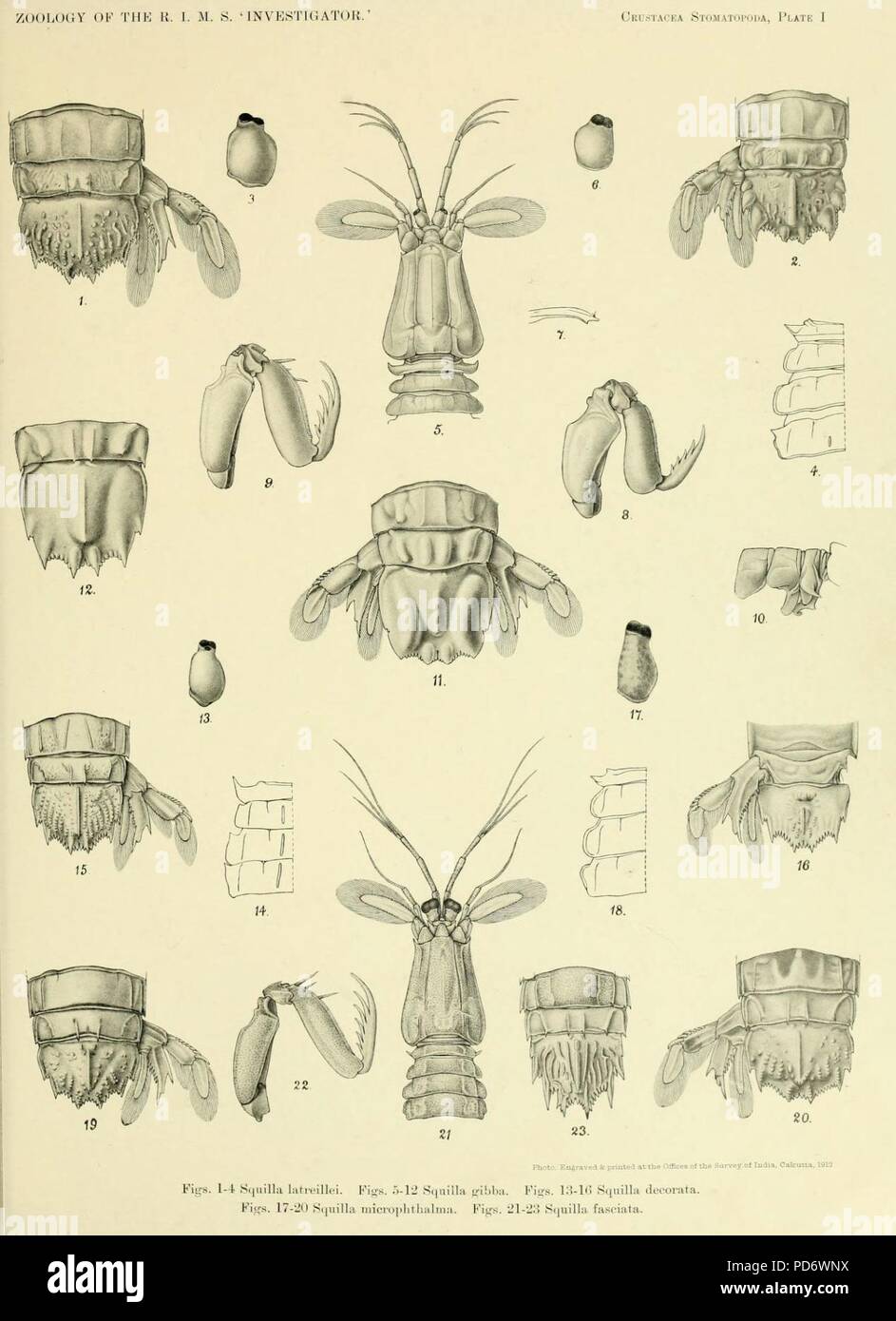 An account of the Crustacea Stomatopoda of the Indo-Pacific region ...