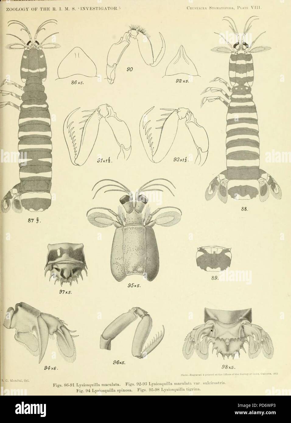 An account of the Crustacea Stomatopoda of the Indo-Pacific region ...