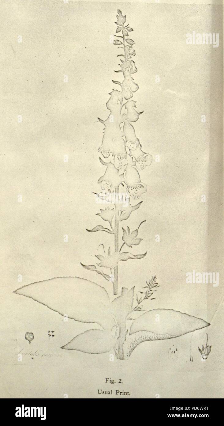An account of the foxglove, and some of its medical uses Stock Photo ...