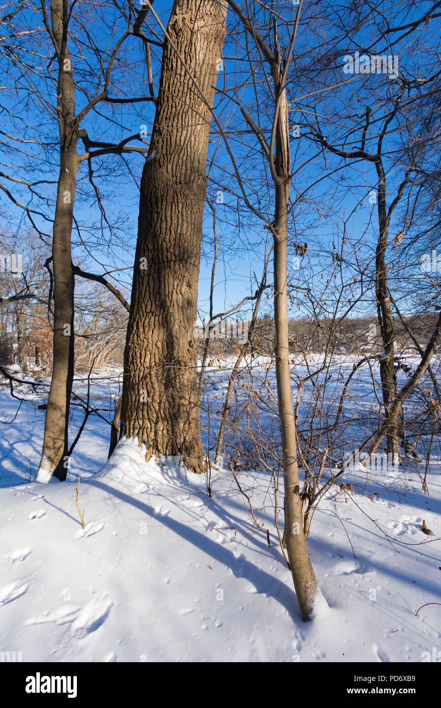 Tree by water in winter Stock Photo - Alamy