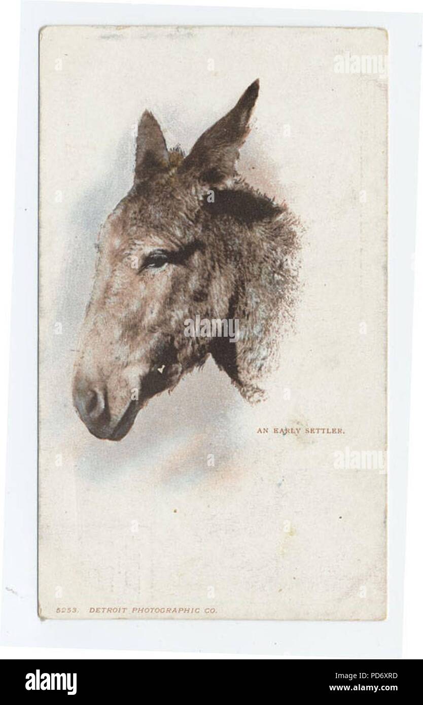 An Early Settler; donkey Stock Photo - Alamy