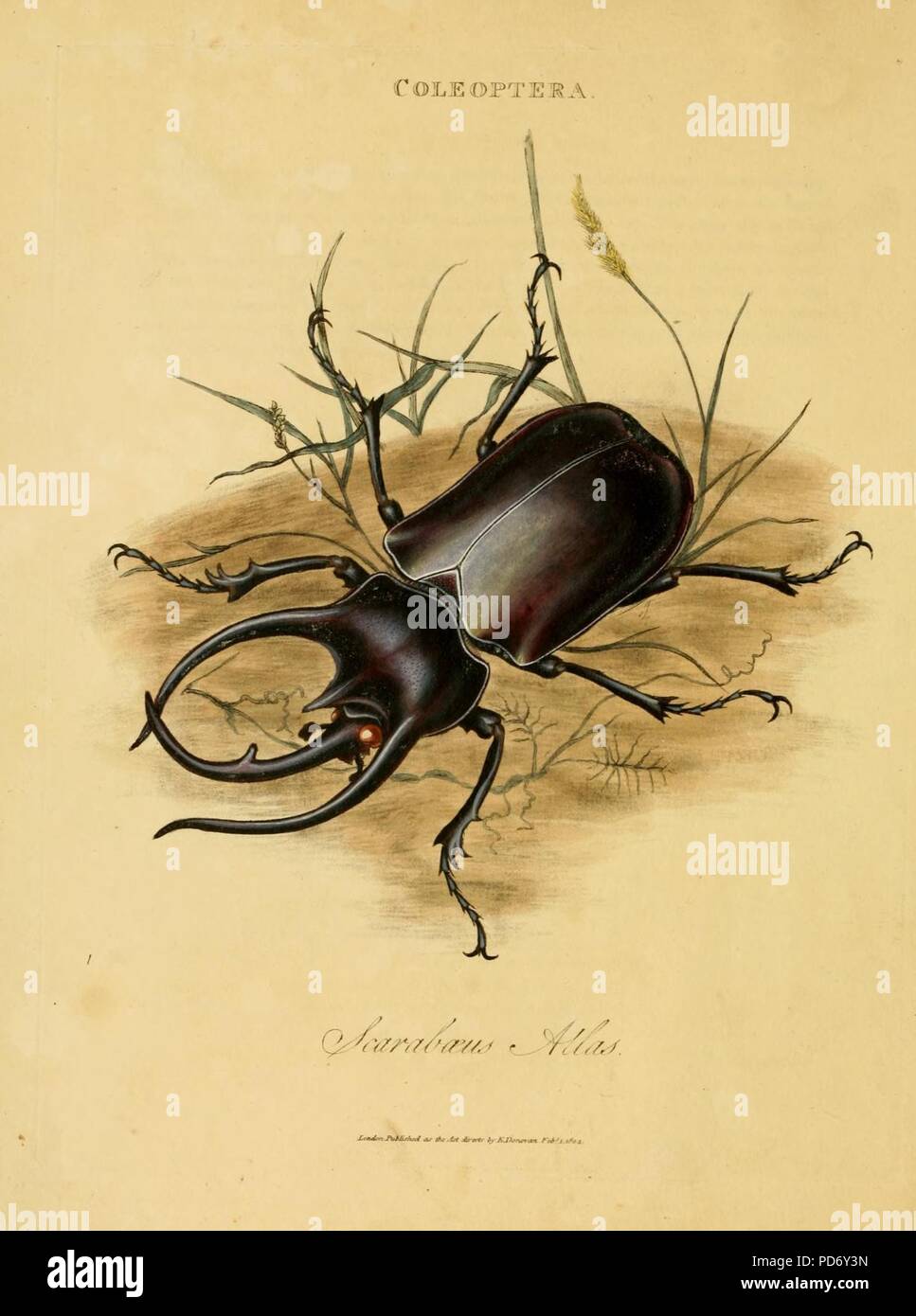 An epitome of the natural history of the insects of India (Plate 1 ...