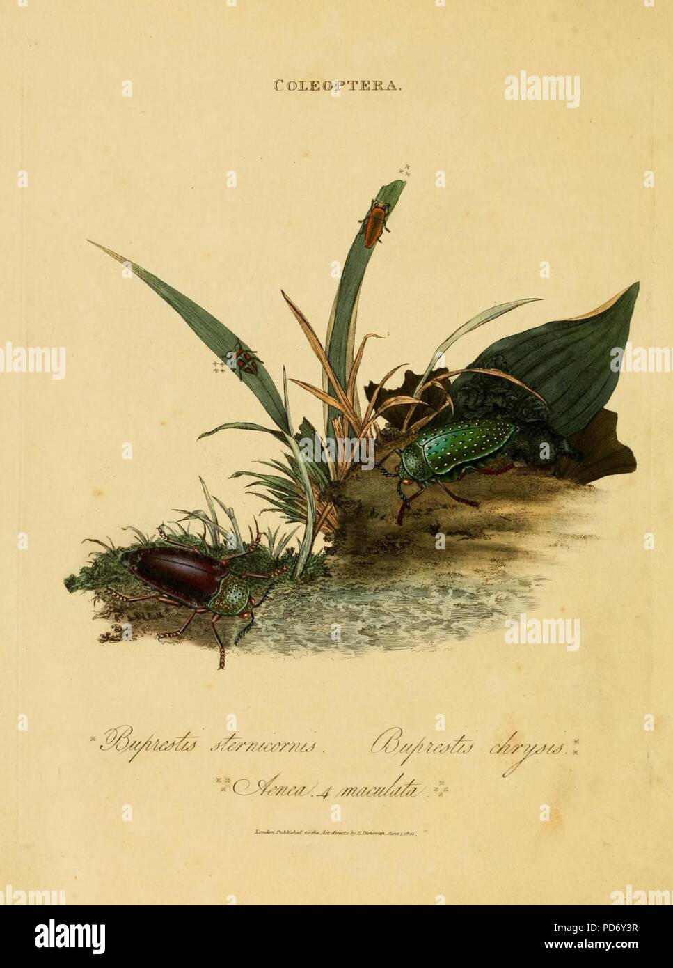 An epitome of the natural history of the insects of India (Plate 3 ...