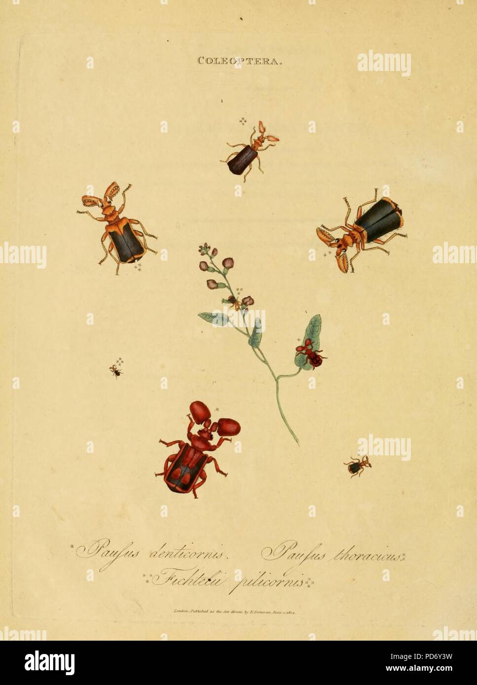 An epitome of the natural history of the insects of India (Plate 5 ...