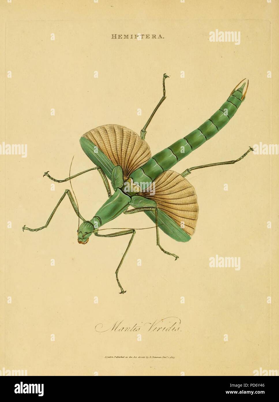 An epitome of the natural history of the insects of India (Plate 10 ...