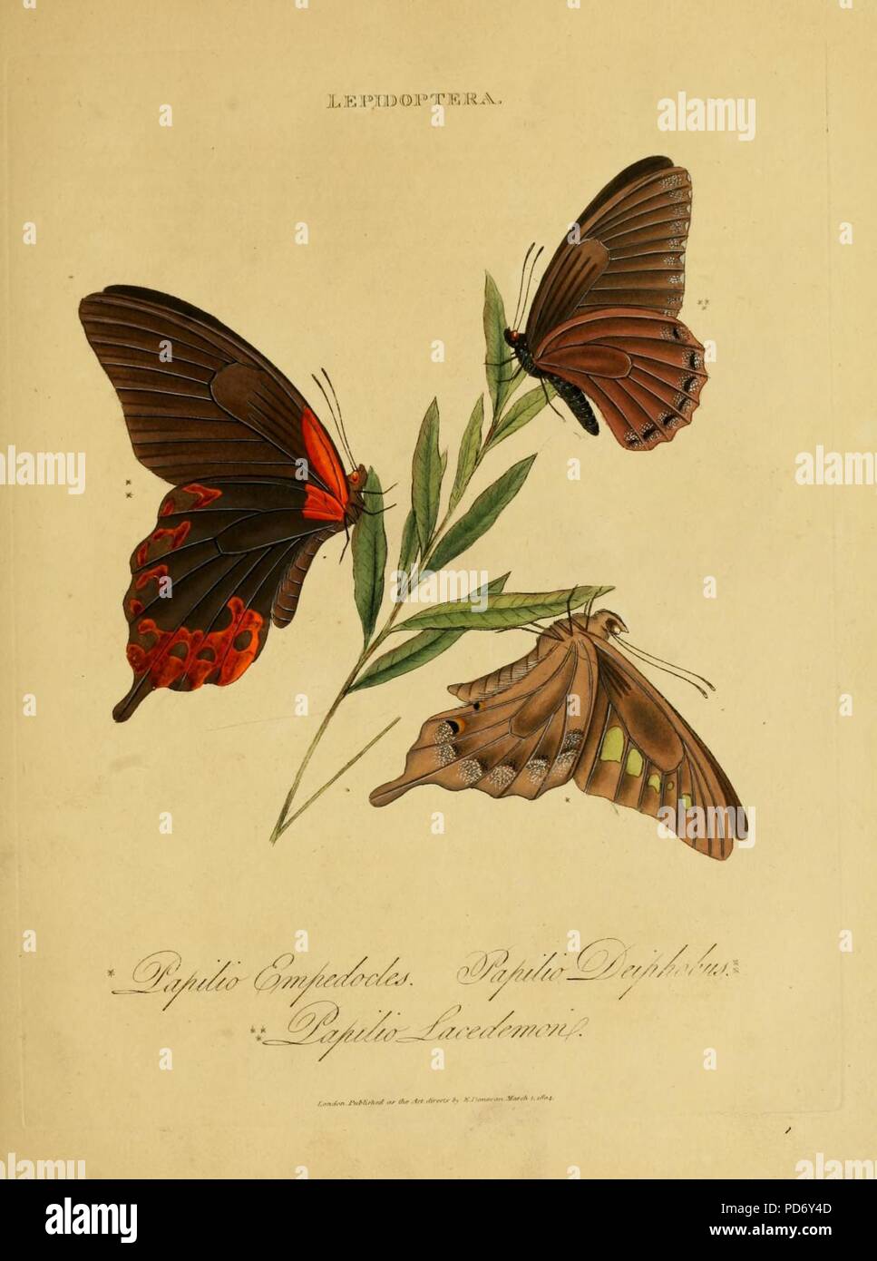 An epitome of the natural history of the insects of India (Plate 17 ...