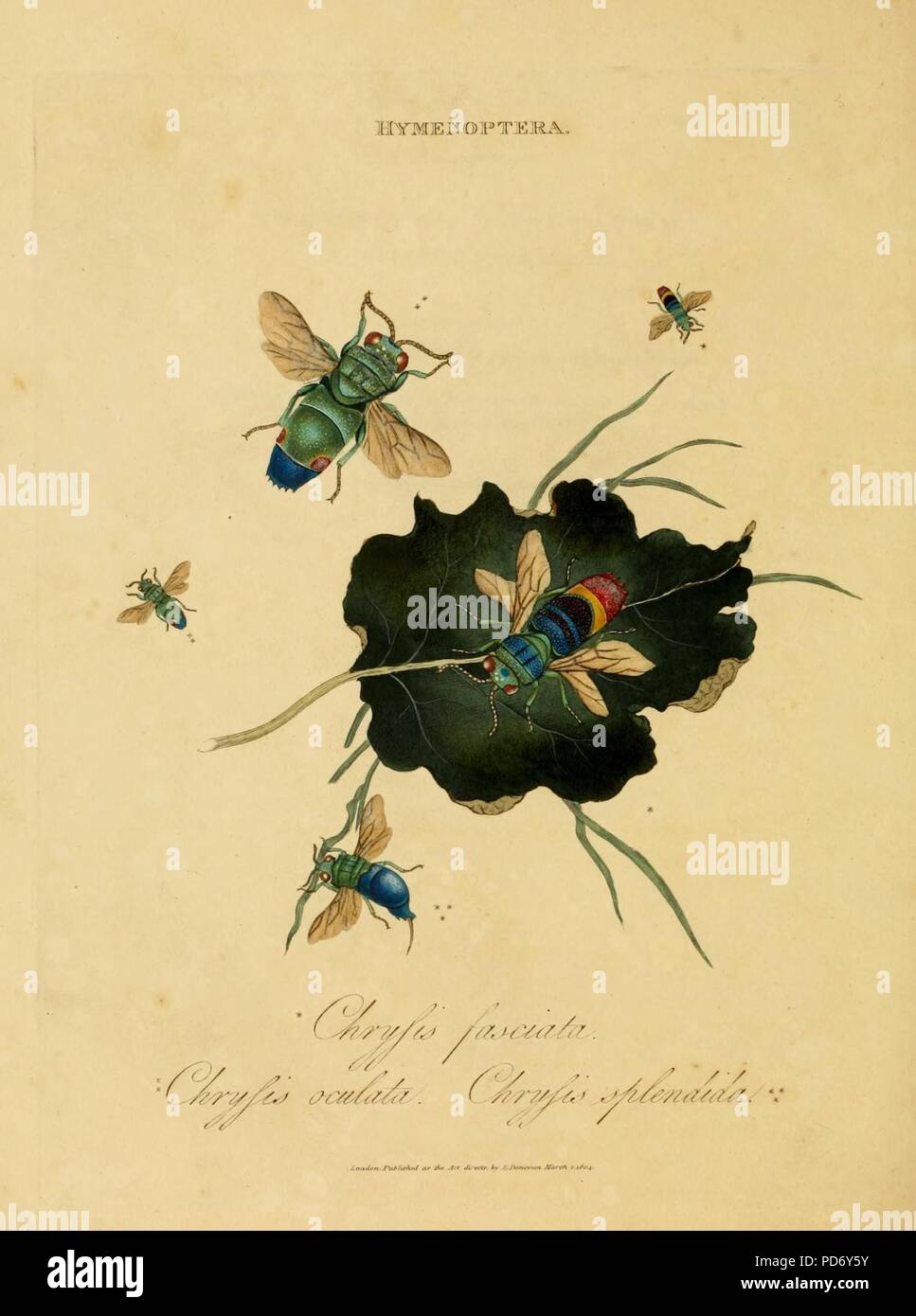 An epitome of the natural history of the insects of India (Plate 53 ...