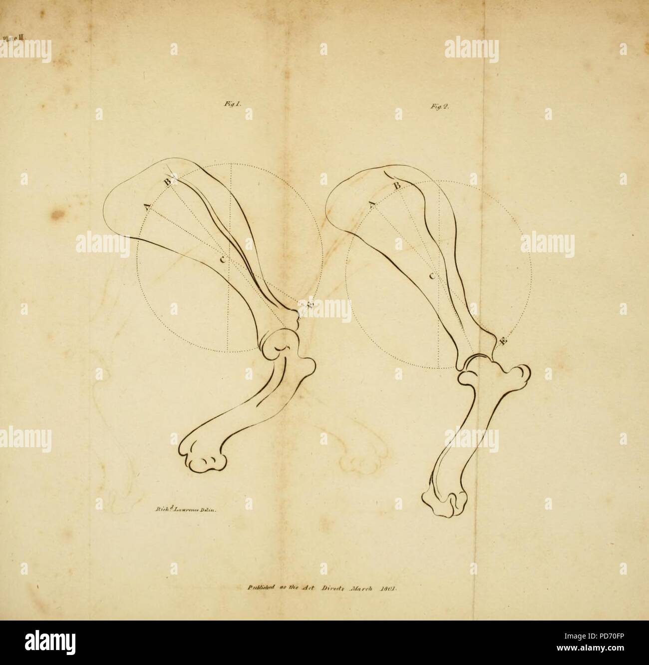 An inquiry into the structure and animal conomy of the horse Stock ...