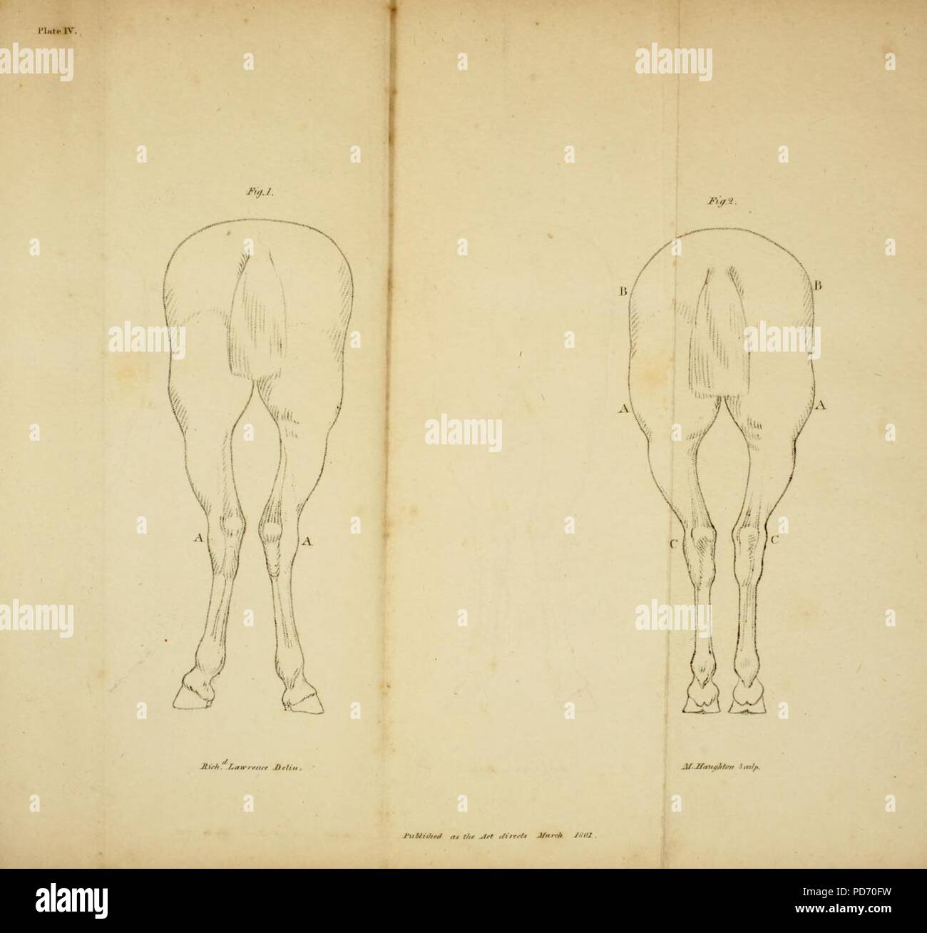 An inquiry into the structure and animal conomy of the horse Stock ...