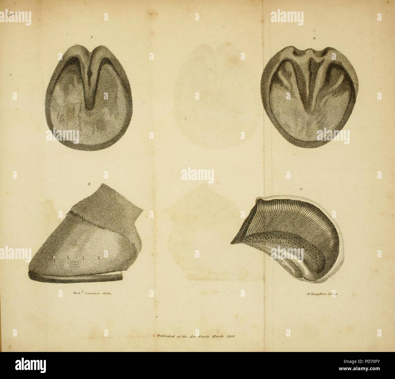 An inquiry into the structure and animal conomy of the horse Stock ...