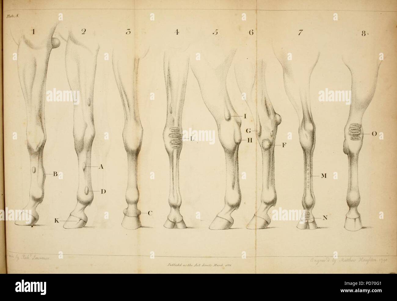 An inquiry into the structure and animal conomy of the horse Stock ...